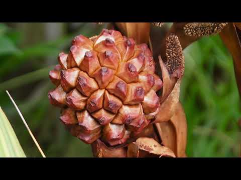 Nypa fruticans