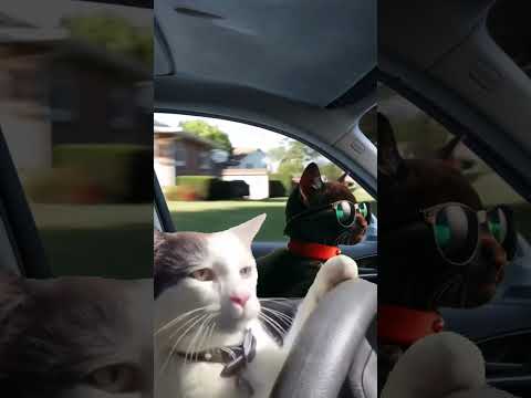 #catlover #cat driving #rat
