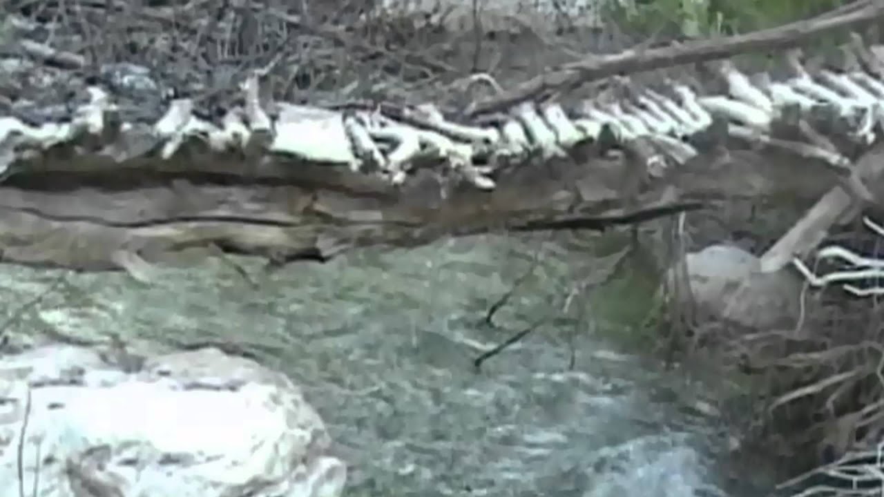 Lot kurbeti - Kuci I Laberise