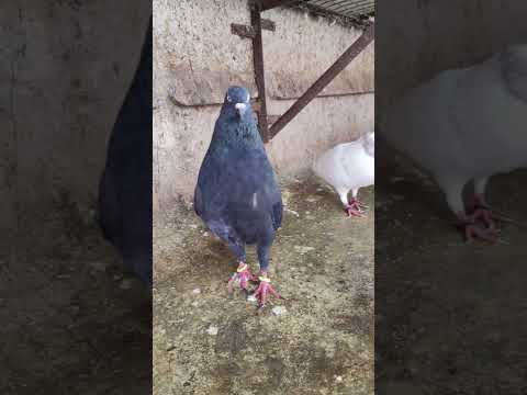 black high flyer pigeon #pigeon #kabootar #pigeonloft #shorts #shortvideo #shortsvria #short #vrial