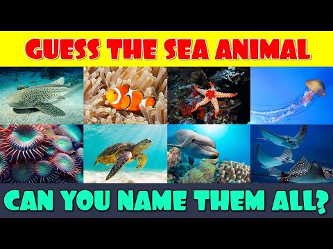 Animal Quiz | Can You Name These 35 Sea Animals?