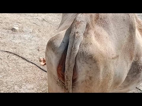 Animal words Bull very beautiful words that start with green hair grass valley thing ever of animals