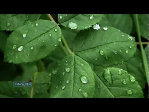 Fariborz Lachini - Raindrops