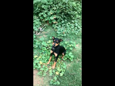 Miniature Doberman mean to Yellow Lab