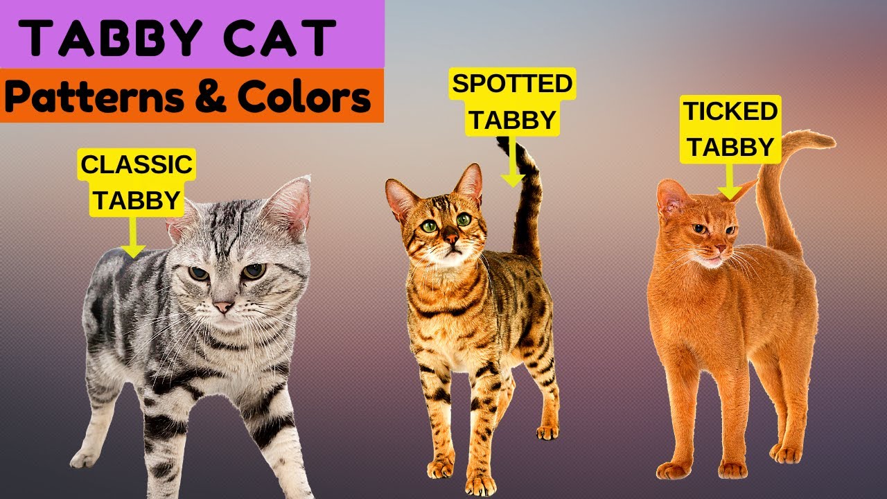 What Is The Color Of A Tabby Cat Tipseri what-is-the-color-of-a-tabby-cat-tipseri