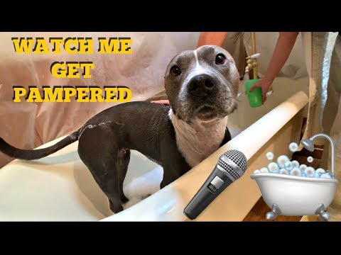 Washing My Dog in ASMR [Intentional] via /r/asmr – ASMRtistry