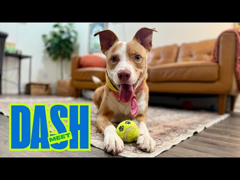 Dog for adoption - Dash Daydream Cuddle and Fun All-Star Supreme, a Labrador Retriever ...