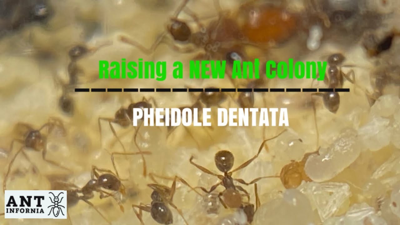 Raising a NEW Pheidole Dentata Colony!!