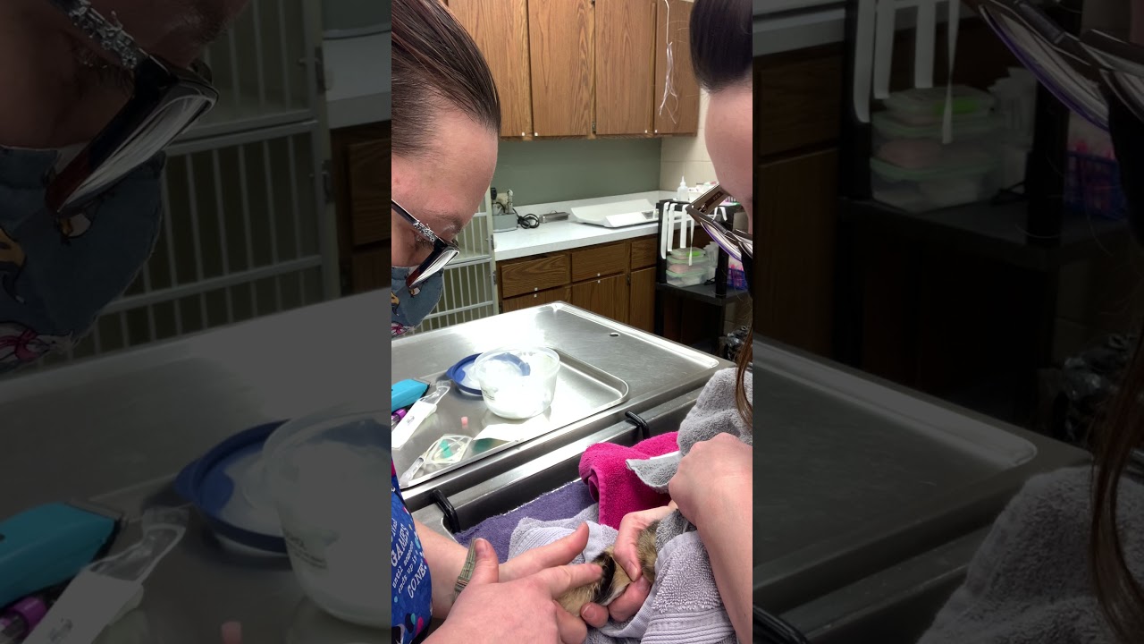 Venipuncture: Cephalic Cat