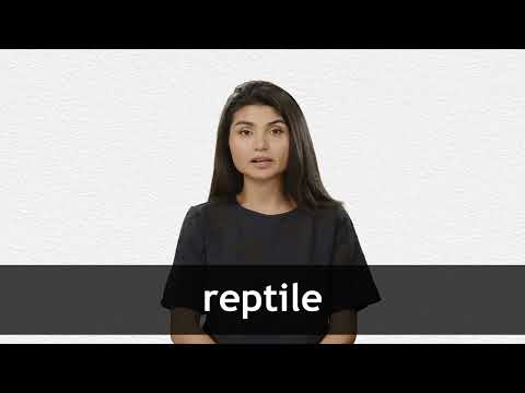 REPTILE definition and meaning | Collins English Dictionary