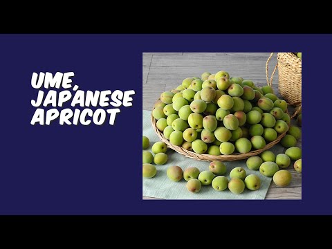 Ume, or Japanese Apricot