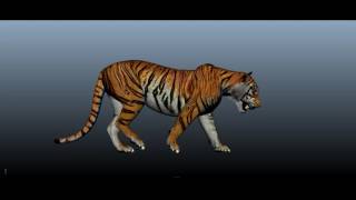 A quick tiger walk study