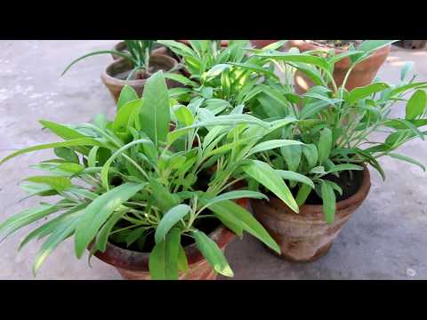 Sage herb growing and care | Urdu/Hindi