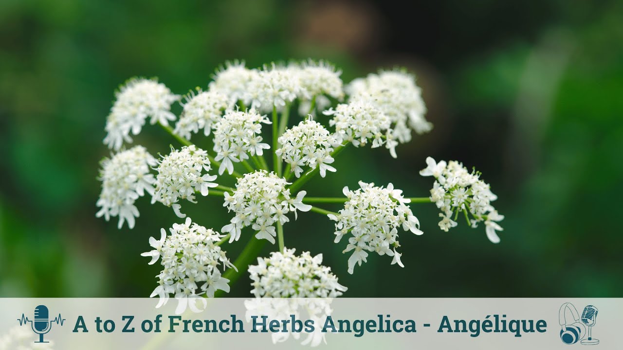 A to Z of French Herbs Angelica - Angélique