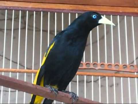 Conheça o japim de verdade | Blog dos Quintos Anos