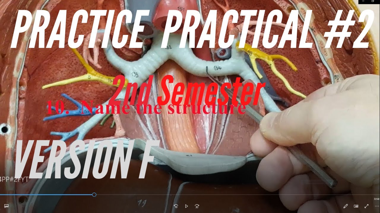 A&P PRACTICE PRACTICAL: 2nd Semester Practice Practical #2 Version F
