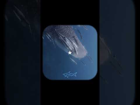 #WHALESHARK - i love sharks sm || #diorcc #edit #capcut #capcuteditor #whalesharks #shark #sharkedit
