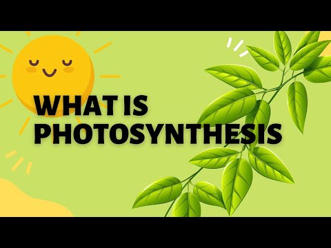 What is Photosynthesis - A simple definition