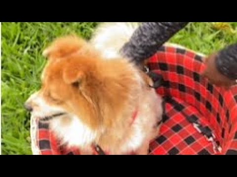 Shopping haul for my pet and therapy
