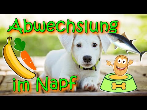 Abwechslung im Hunde Futternapf - einfach und ohne Aufwand / Hundefutter / Nature Trails