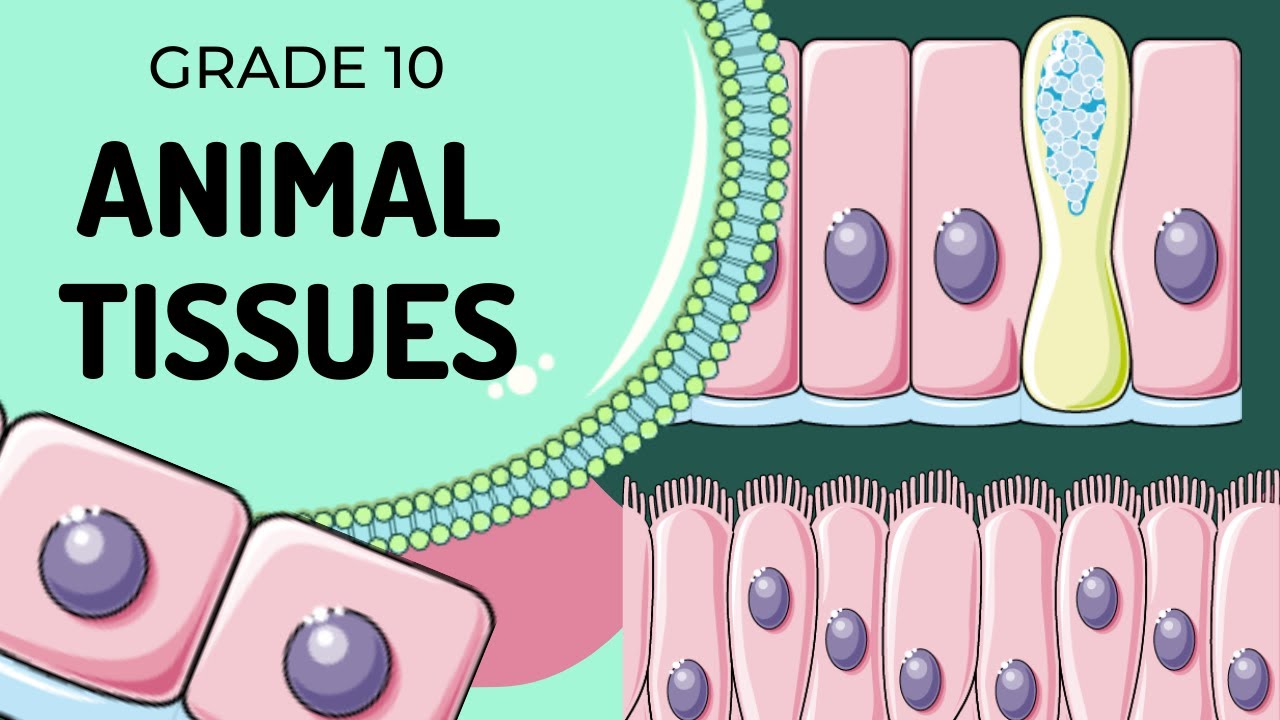 Understanding Animal Tissues: Types, Functions, and Characteristics ...