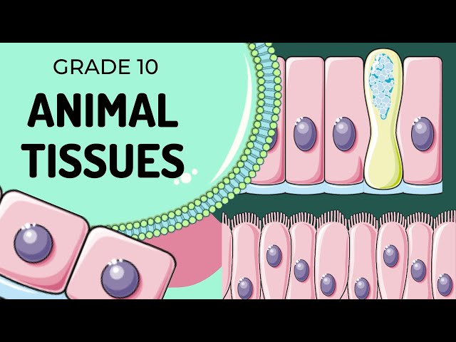 Understanding Animal Tissues: Types, Functions, and Characteristics ...
