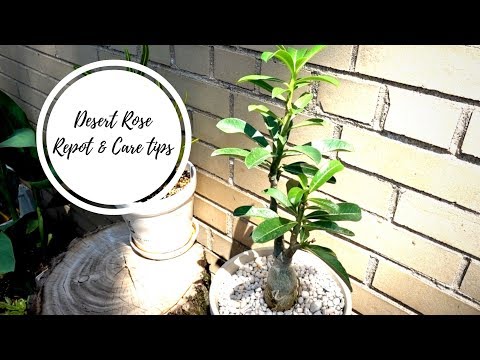 Desert Rose | Care Tips, Soil, Repot with me!