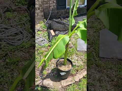 BUYER BEWARE BANANA TREE #bananatree #gardening #buyerbeware