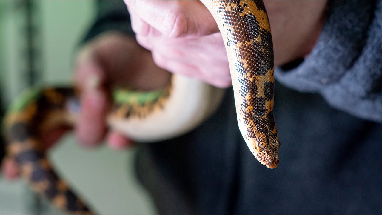 Zoo To You Episode 12: Kenyan Sand Boa