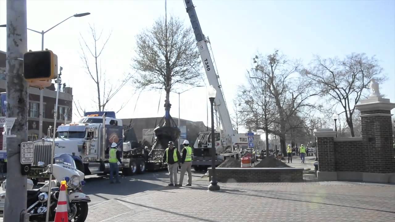 New Oak Trees Planted at Toomer's Corner in Auburn