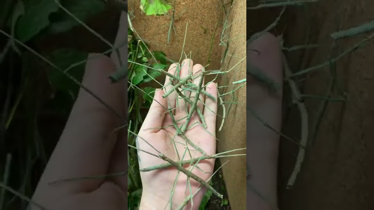 Hand full of Stick insects