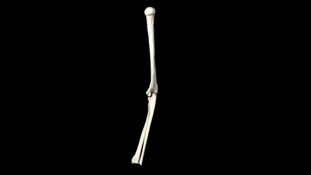 Elbow Joint Bones : Humerus, Radius, Ulna -  Medically Accurate 3d Model 3D model from CGTrader.com