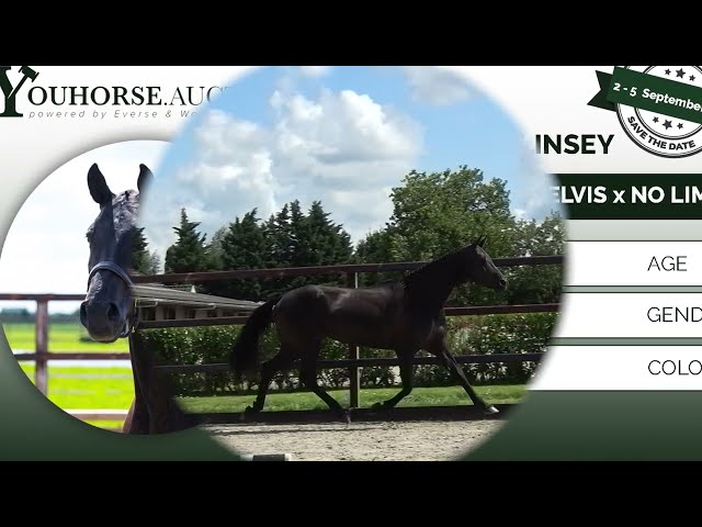 Youhorse.auction | Belle D‘aurel „Linsey“
