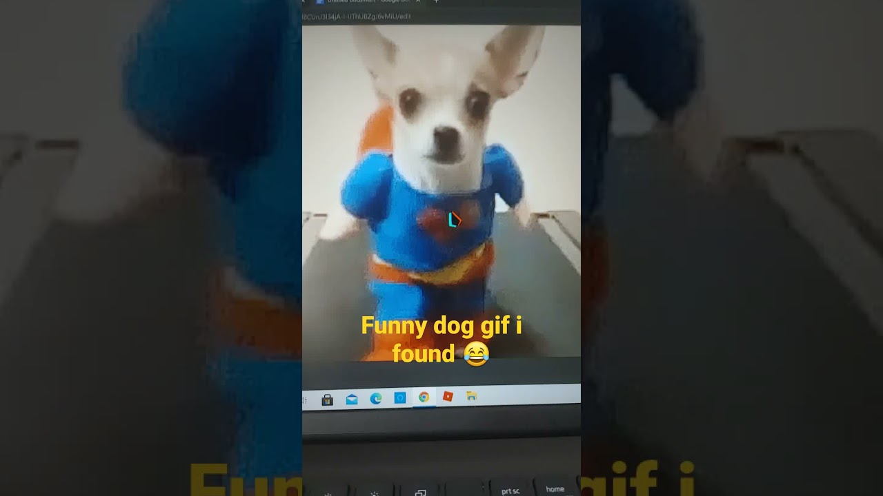 😂 funny dog gif
