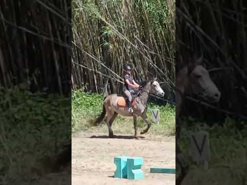 raw bcz he's the definition of perfect #fypã‚· #horsey #horse