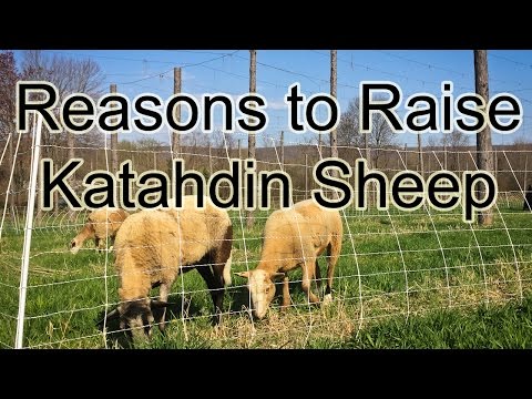 Good reasons to raise Katahdin sheep
