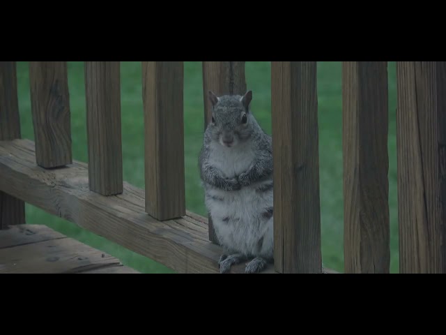 Varmint Master Wildlife Removal & Pest Control | San Antonio, TX