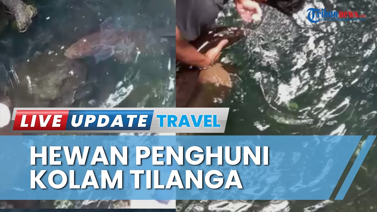 Memberi Makan Belut Purba Masapi, Hewan Endemik Penunggu Kolam Tilanga ...