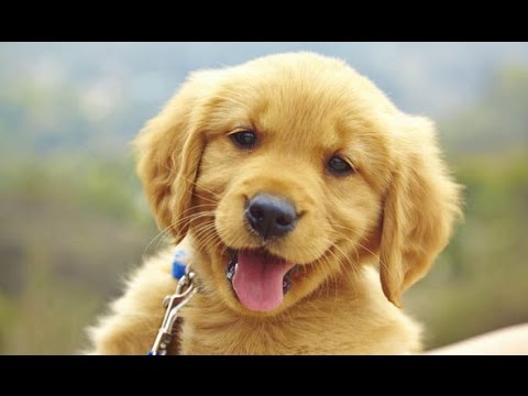 Can dog eat bananas