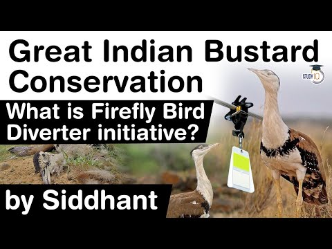 Great Indian Bustard Conservation - What is Firefly Bird Diverters initiative #UPSC #IAS