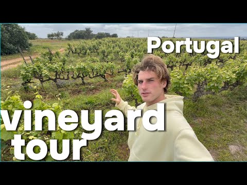 This Portuguese vineyard is insane..