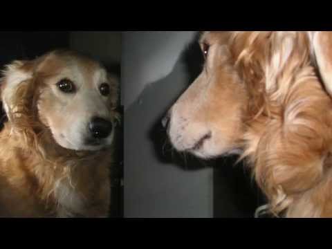 The Magic of Call and Response - Youtube Antifeminism