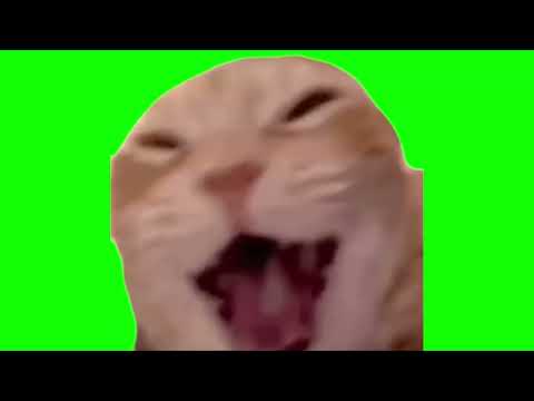 Green Screen Laughing Cat Meme
