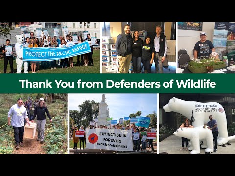 Thank You from Defenders of Wildlife