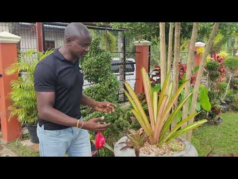 My Garden, My Home Episode 3.