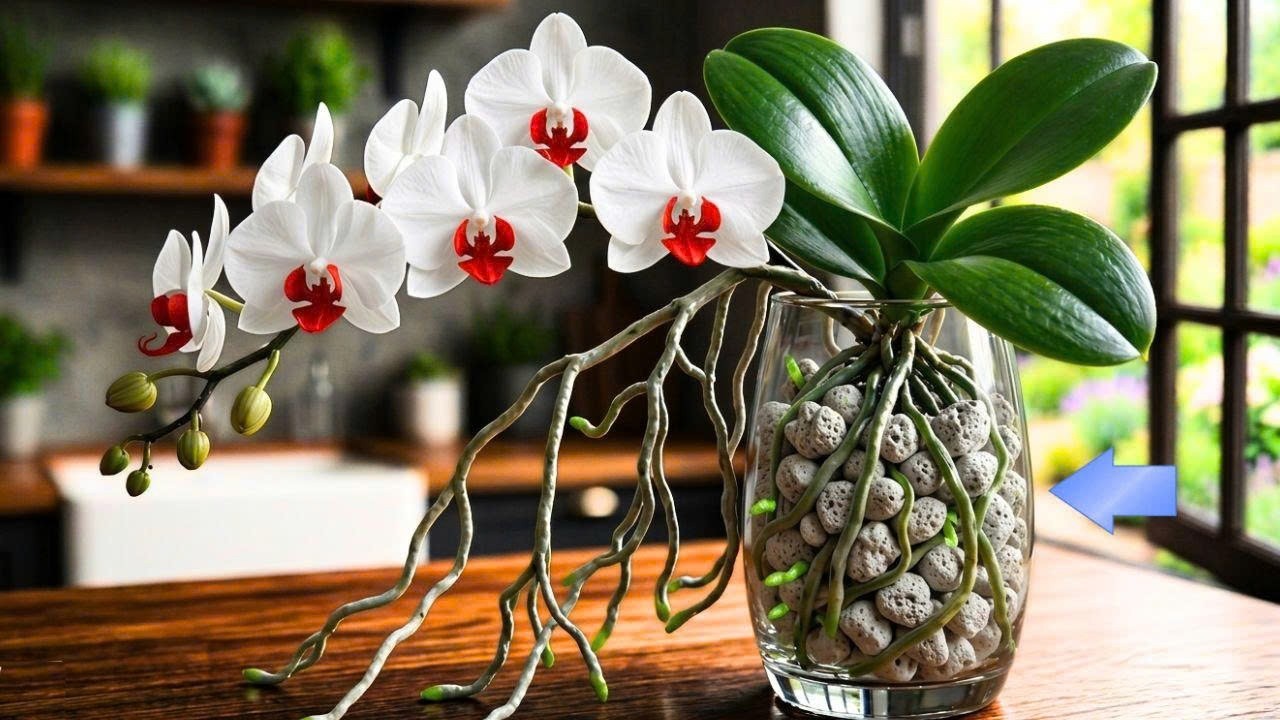 I Stopped Using Orchid Soil… The Results After 30 Days Shocked Me