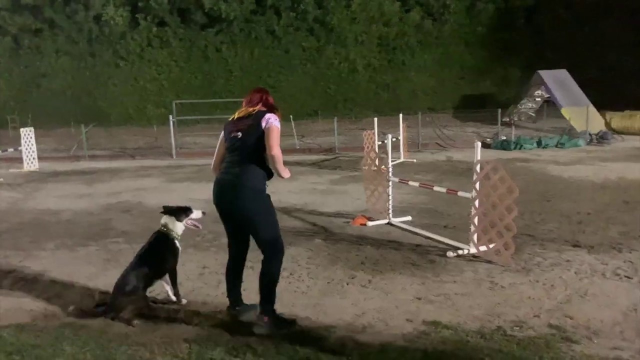 Sora & Volt Agility Training 2/2020