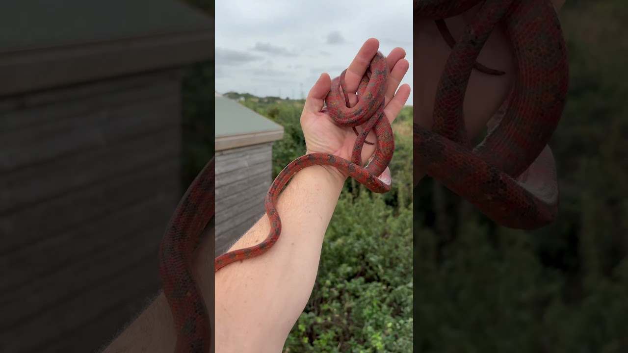 Beautiful amazon tree boa!