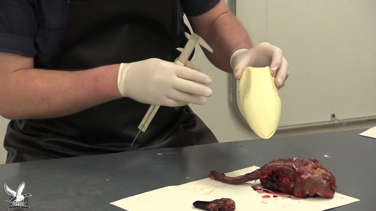 Standing wood duck # 5 Form Prep