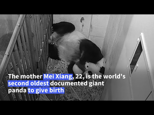 It's a boy: gender reveal for Washington's new panda cub